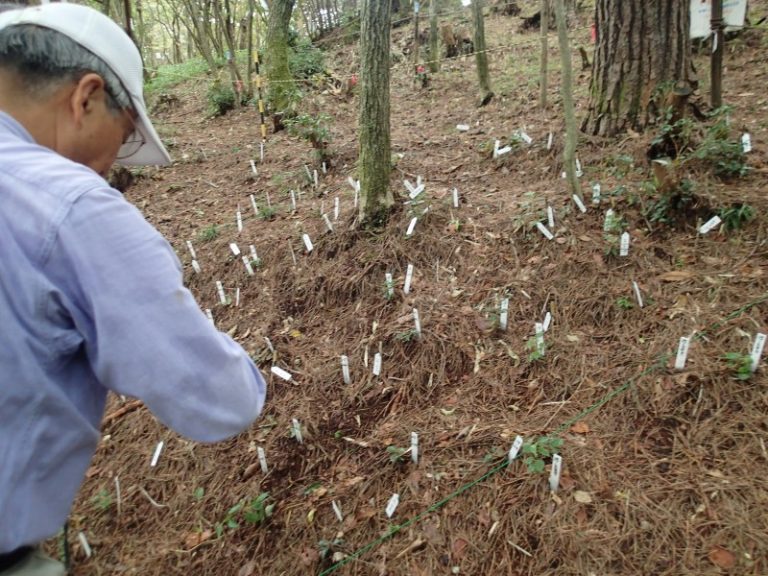 %ef%bc%93%ef%bc%93-%e2%91%a3%e5%ae%9f%e7%94%9f%e6%96%b0%e8%8a%bd%e3%81 ...